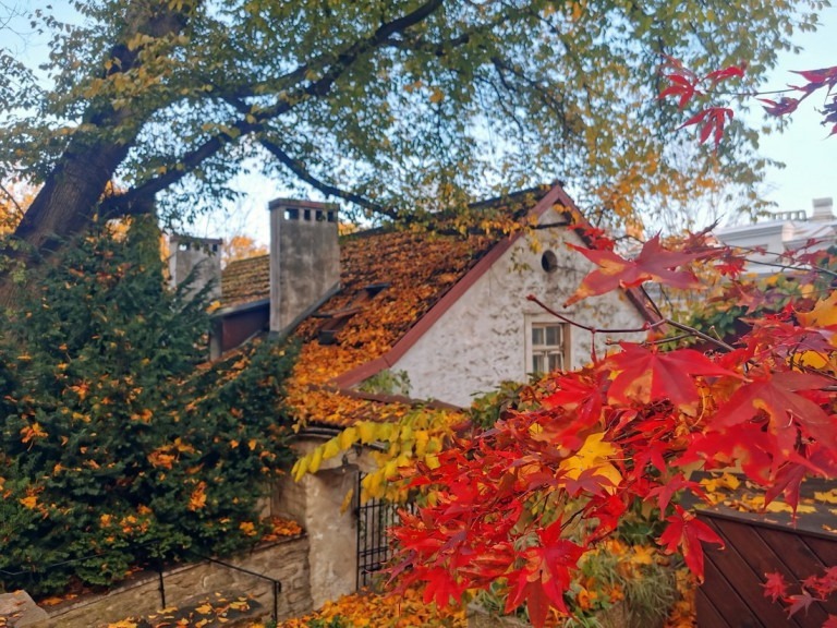 Tallinn in November: Weather, Tips, and Cosy Vibes